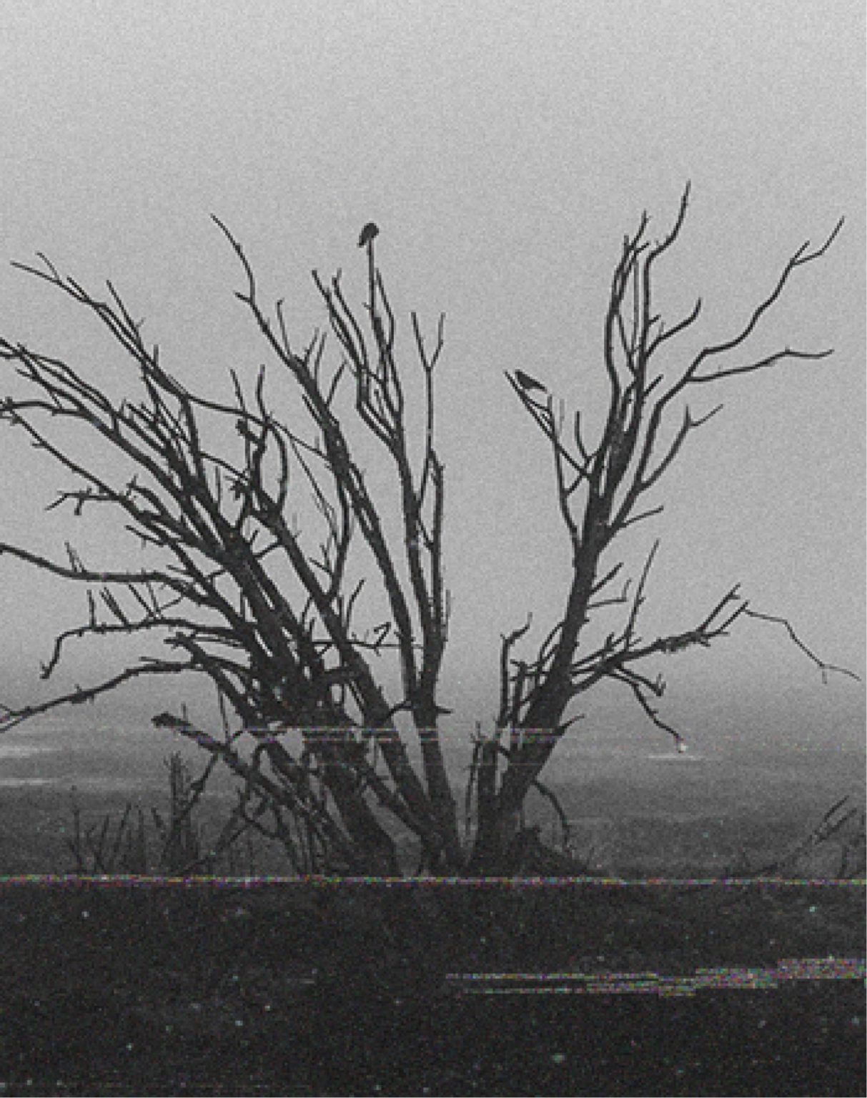 Background Music For Creators - MorningLightMusic